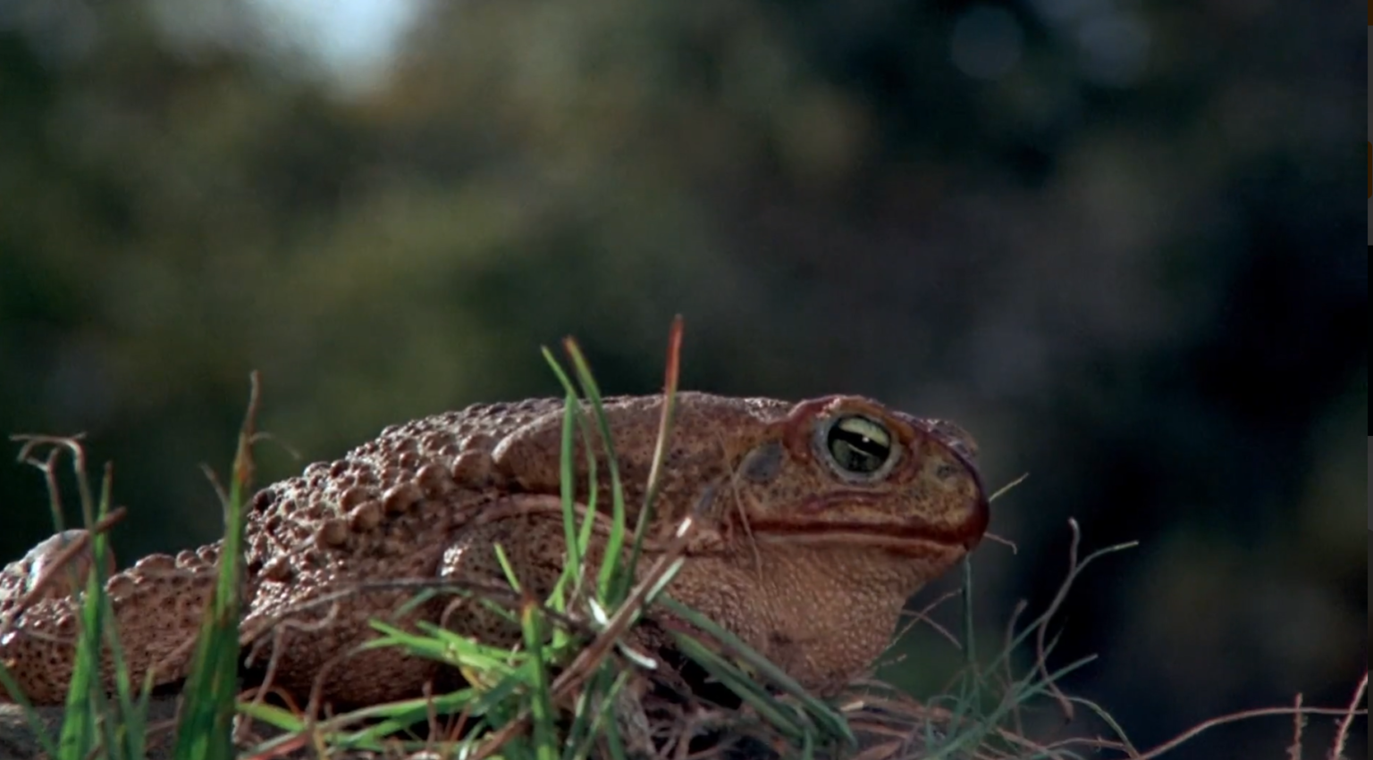 Frogs (1972) – FilmFanatic.org