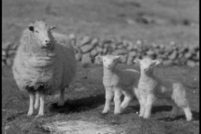 Man of Aran (1934) - FilmFanatic.org