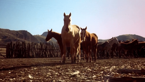 Billy Jack (1971) - FilmFanatic.org