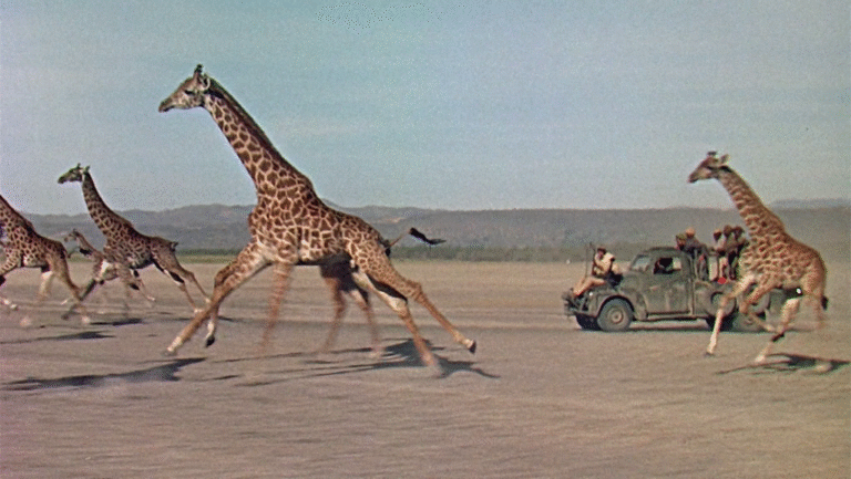 Hatari! (1962) - FilmFanatic.org